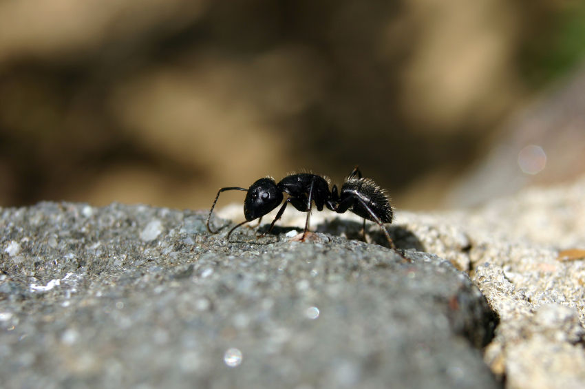 Ants - Control of Ants in and Around Homes. | Kiwicare