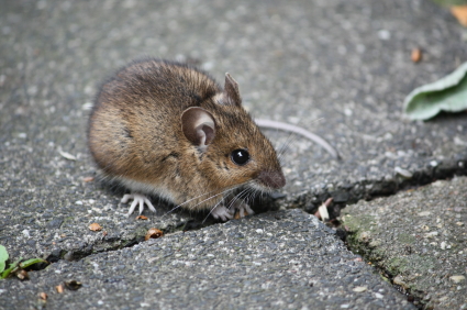 How to Identify Rodent Chew Marks | Discover what's on your property ...