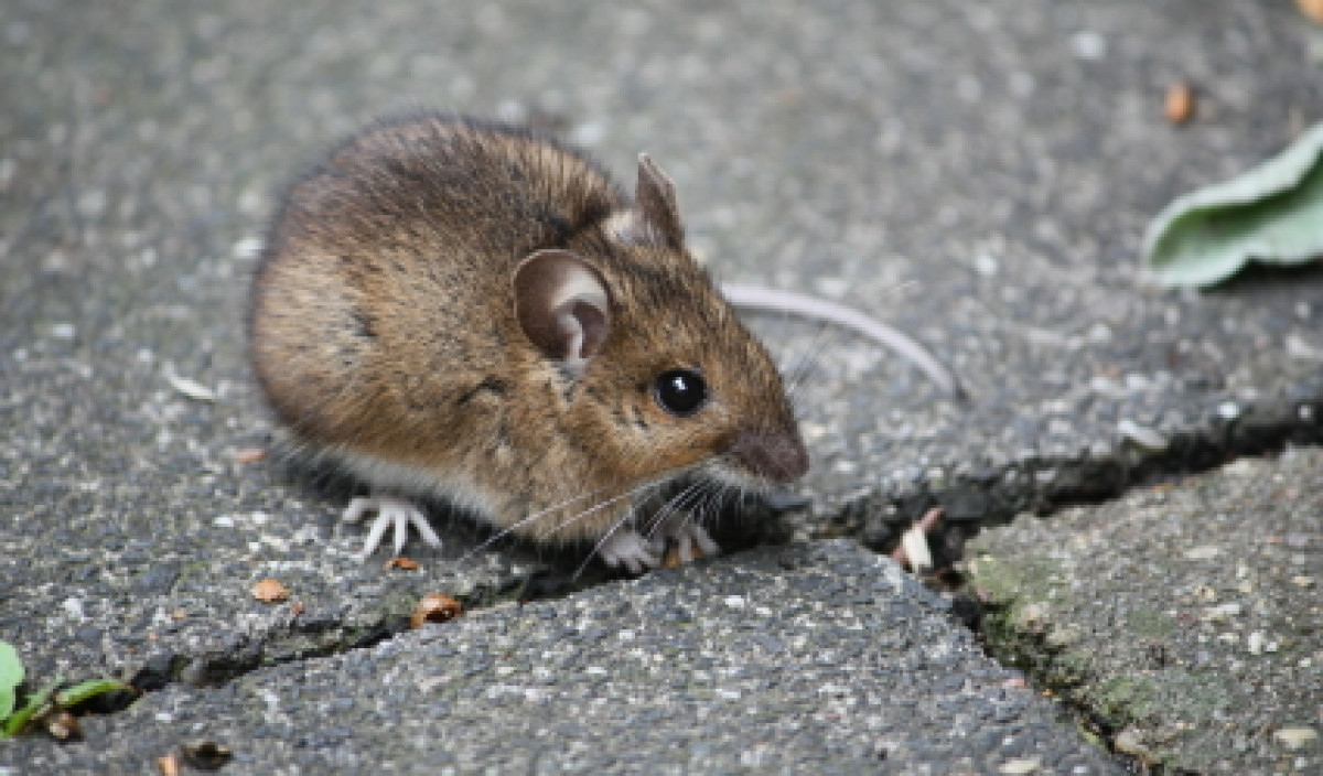 Mice - Control of Pest Mice in Homes. | Kiwicare