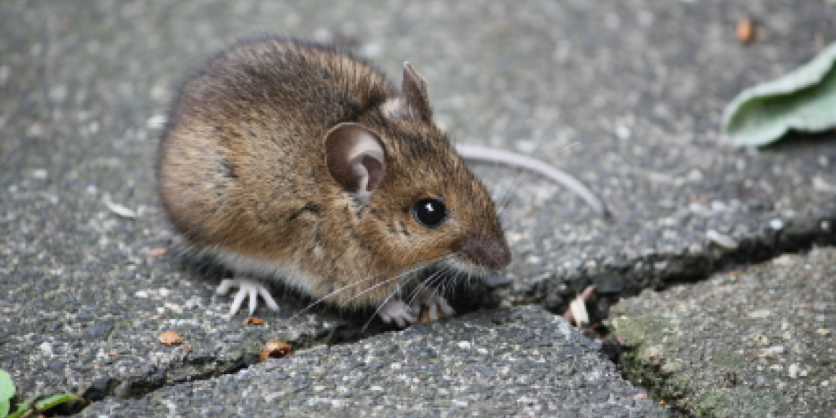 How to Identify Rodent Chew Marks | Discover what's on your property ...