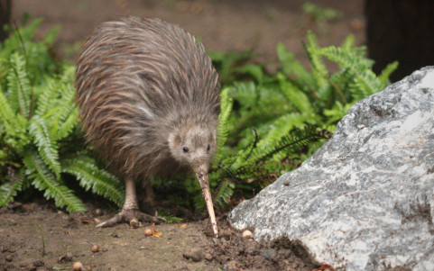 Easy 1-2-3 Steps to Rodent Control | Kiwicare