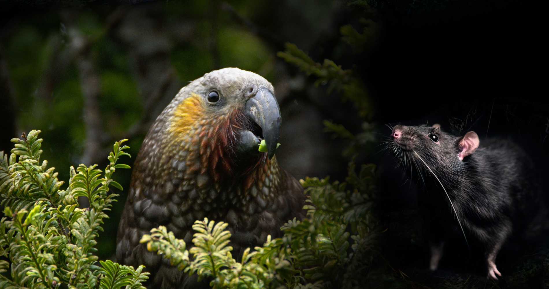 How Rodent Control on your Property Impacts Native Birds | Kiwicare