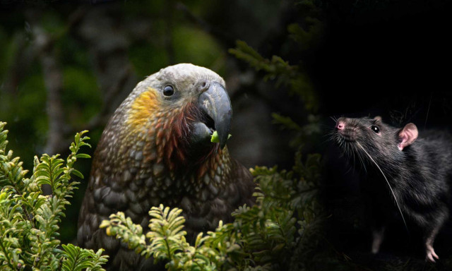 Help Save NZ's Native Birds | Rodent & Predator Free | Kiwicare