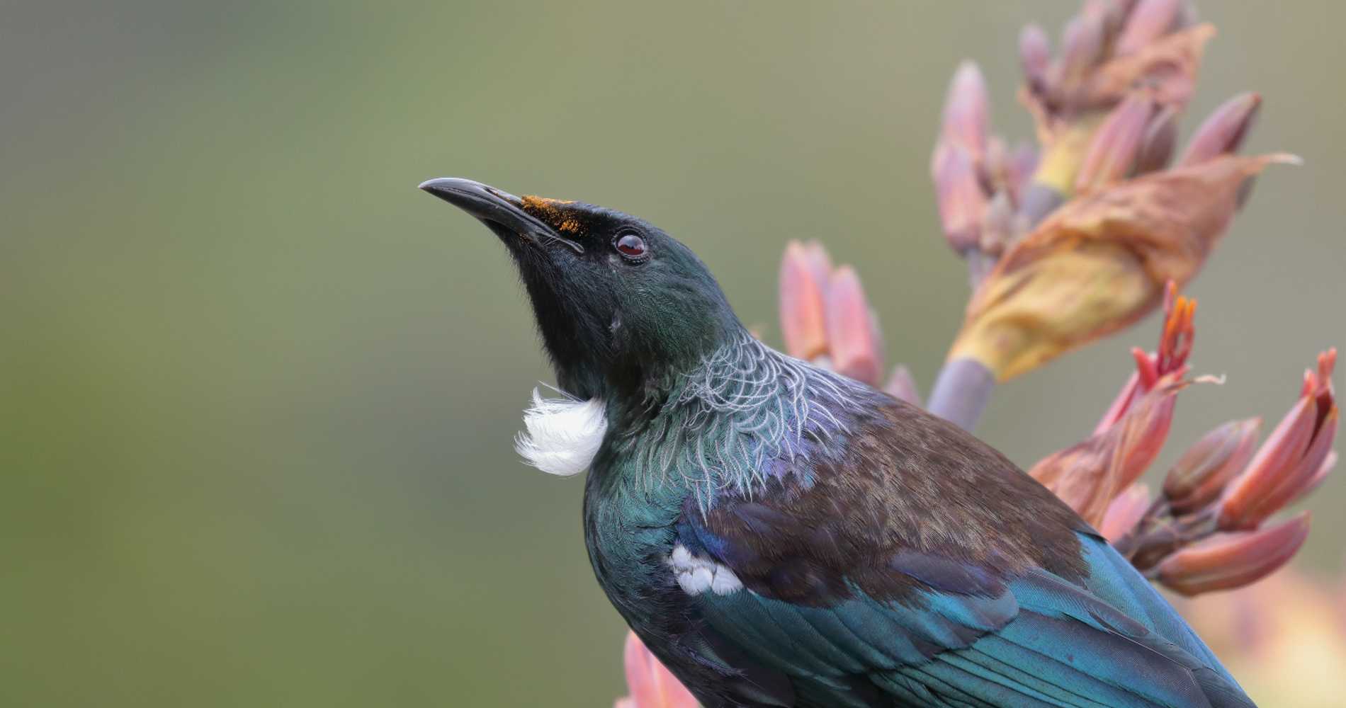 Help Save NZ's Native Birds | Rodent & Predator Free | Kiwicare