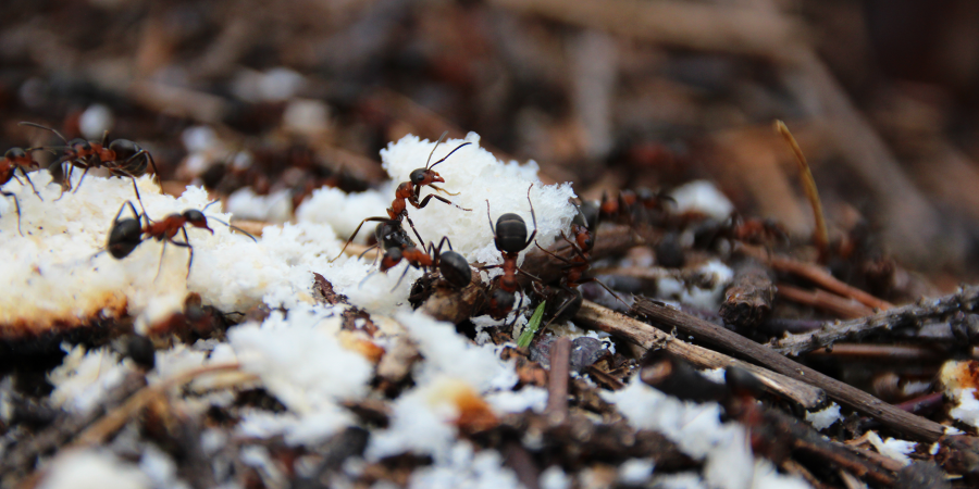 How to Get Rid of Ants in Winter | Kiwicare