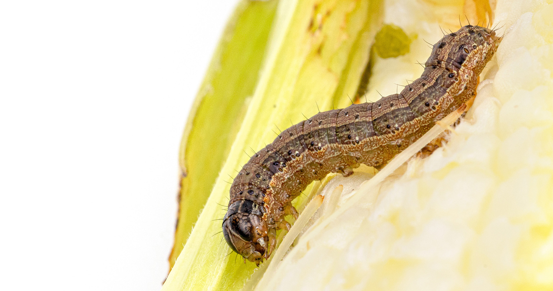 Armyworm