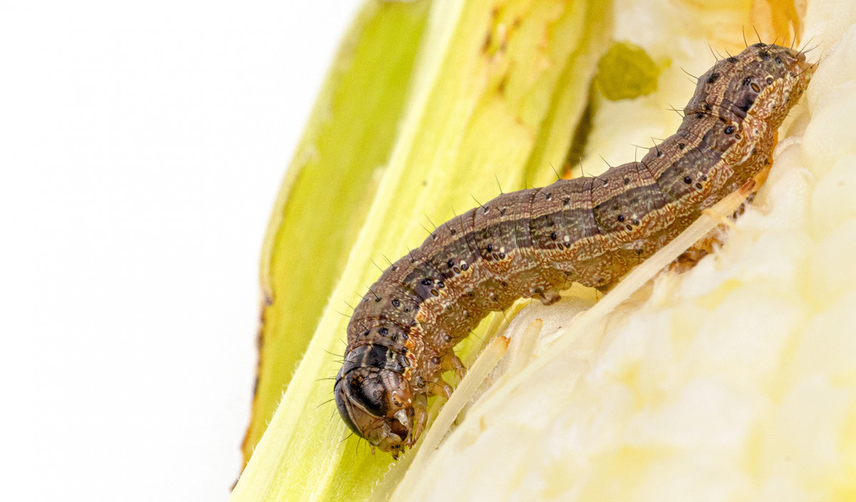 Armyworm - Control of Armyworm. | Kiwicare