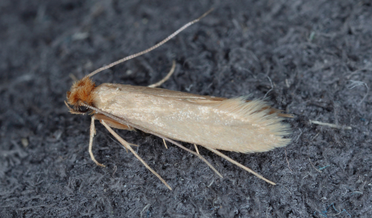 Clothes Moth - Control of Clothes Moth in Homes. | Kiwicare