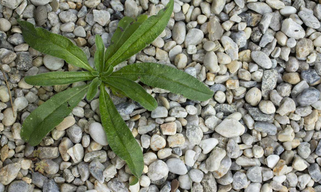 Advice - How to Get Rid of Weedy Vines and Creepers | Kiwicare