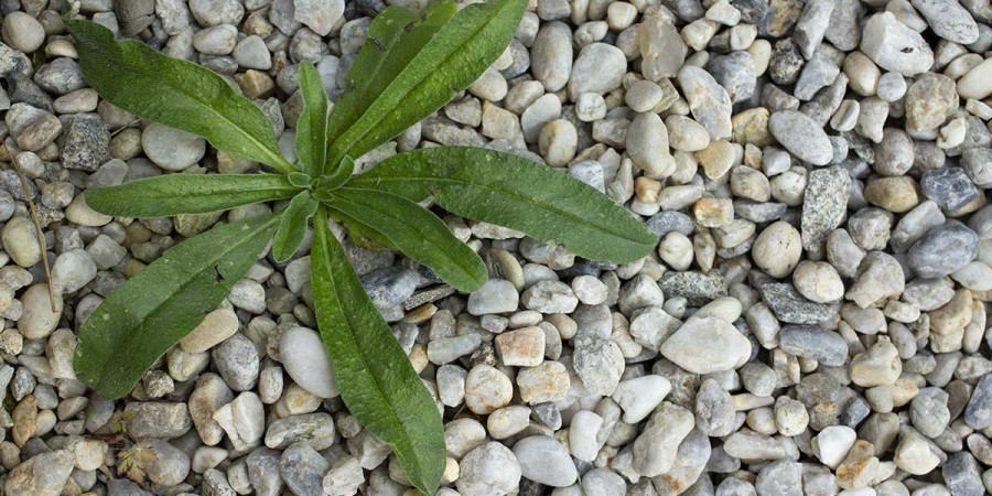 How to Get the Longest Long Term Weed Control | Kiwicare