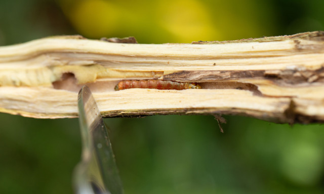 NO Borer Spray Injector - Injection of Borer Holes. | Kiwicare