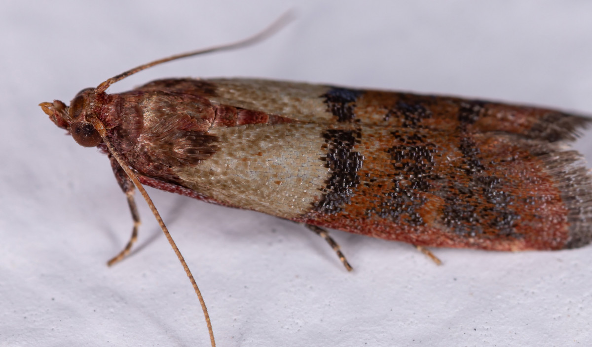 Pantry Moth - Control of Pantry Moth in Homes. | Kiwicare