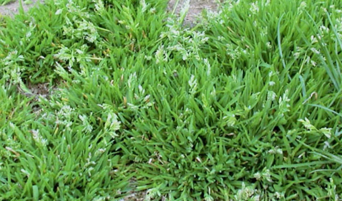 Poa annua - Identification and Control of Poa | Kiwicare