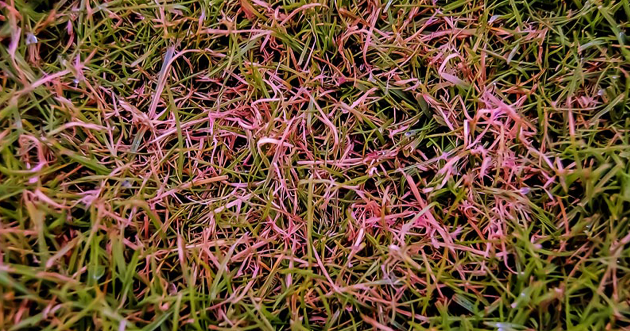 Red Thread - Control of Red Thread Disease of Lawns. | Kiwicare