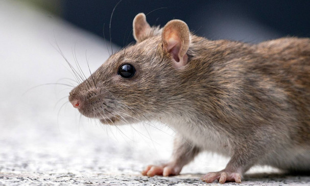 Help Save NZ's Native Birds | Rodent & Predator Free | Kiwicare