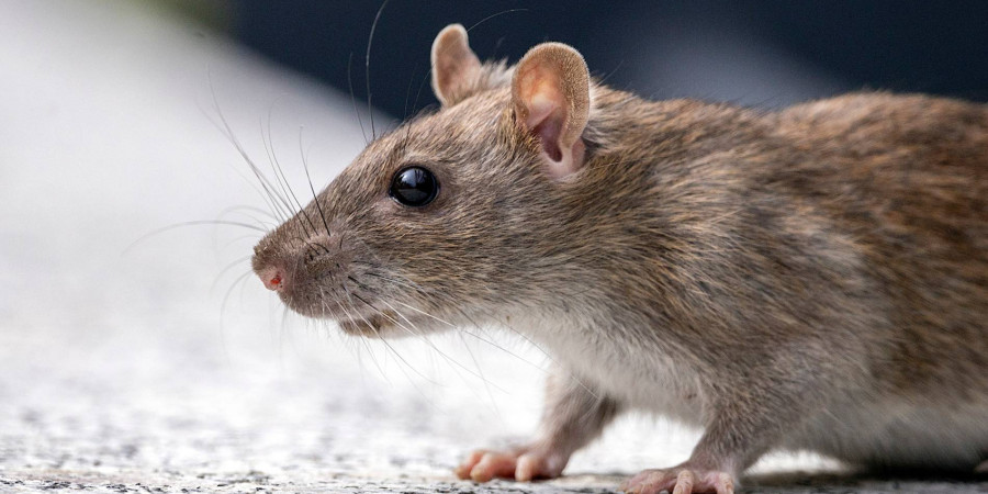 Easy 1-2-3 Steps to Rodent Control | Kiwicare