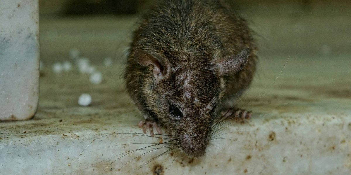 Advice: Easy 1-2-3 Step Guide to Rodent Trapping | Kiwicare