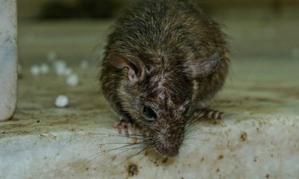 Help Save NZ's Native Birds | Rodent & Predator Free | Kiwicare