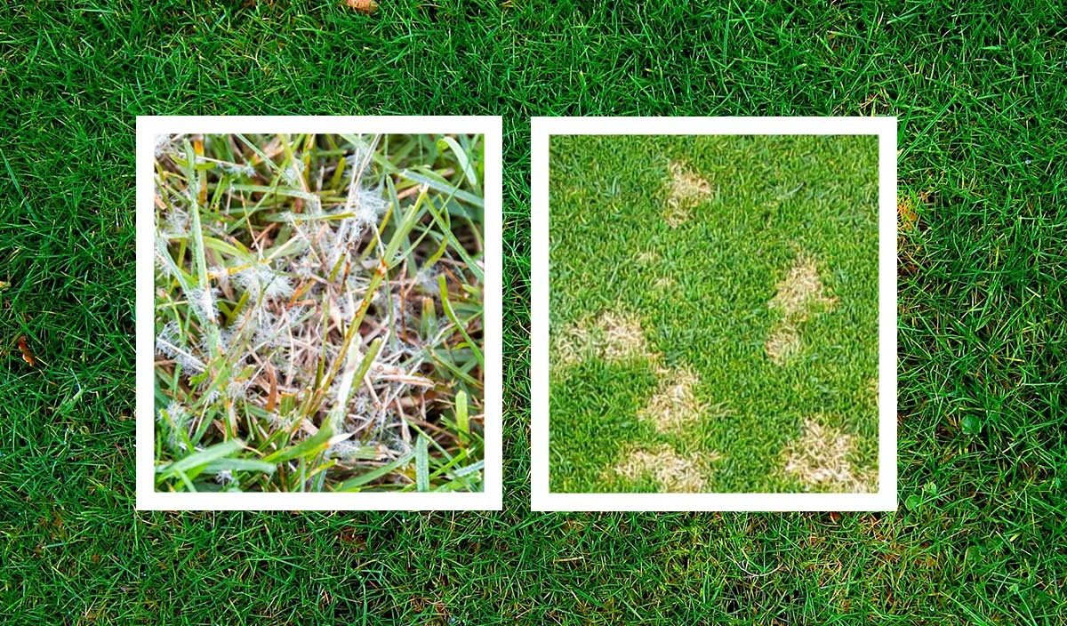 Dollar spot fungus store