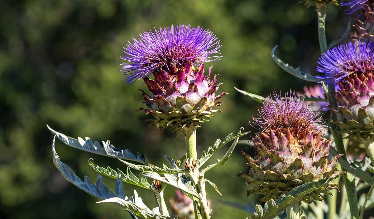 Types Of Thistle ID Guide To Common Thistles | NatureSpot