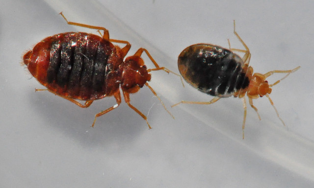 NO Bed Bugs Box - Fumigator and Spray. | Kiwicare