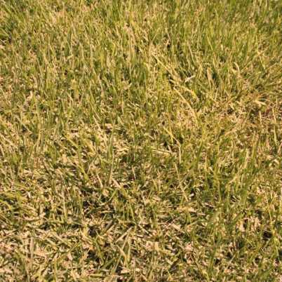 Alkaline Lawn Soils - Adjusting pH in Alkaline Lawns | Kiwicare