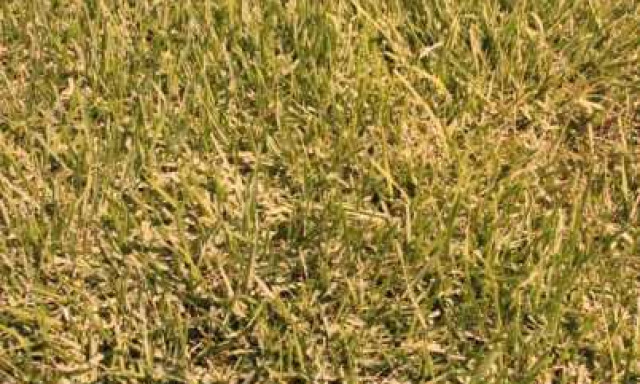 Acid Lawn Soils - Advice on Adjusting pH in Acid Lawns | Kiwicare