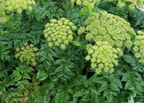 Angelica - Identification and Control of Angelica Weed | Kiwicare