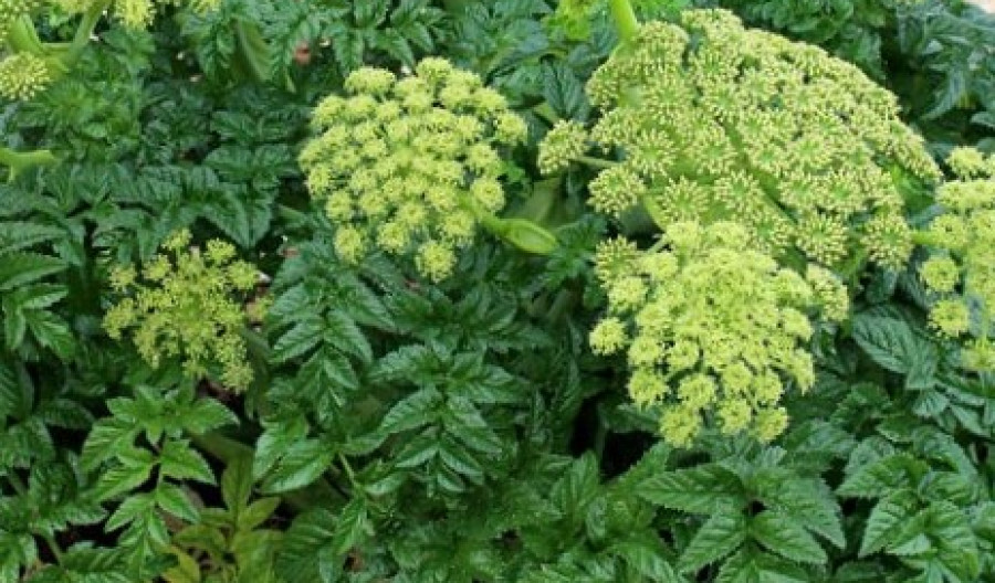 Angelica - Identification and Control of Angelica Weed | Kiwicare