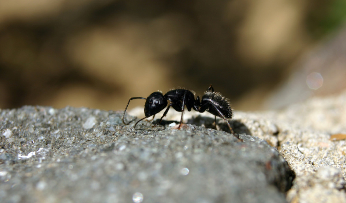 Ants - Control of Ants in and Around Homes. | Kiwicare