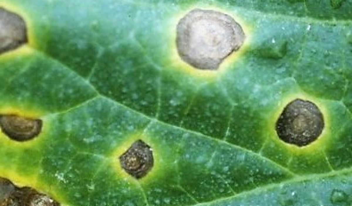 Anthracnose Identification and Control | Kiwicare