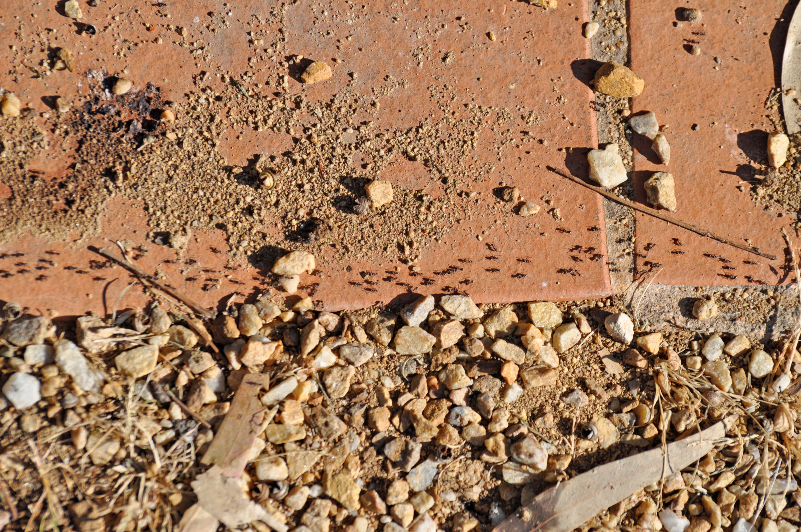 How Intelligent are Ants? | Kiwicare