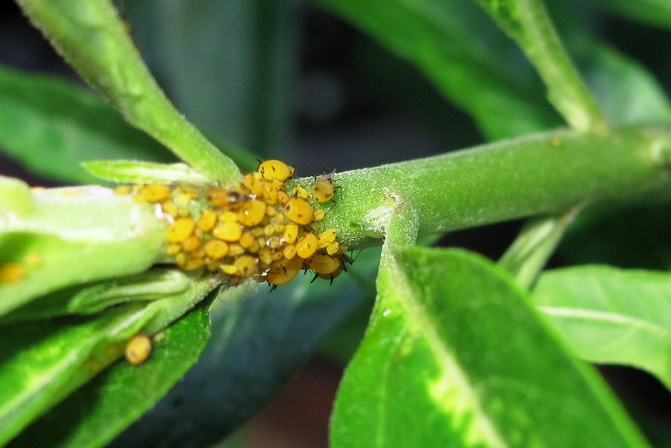 Root Aphid Eggs