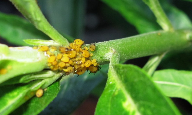 Woolly Aphids - Identification and Control | Kiwicare