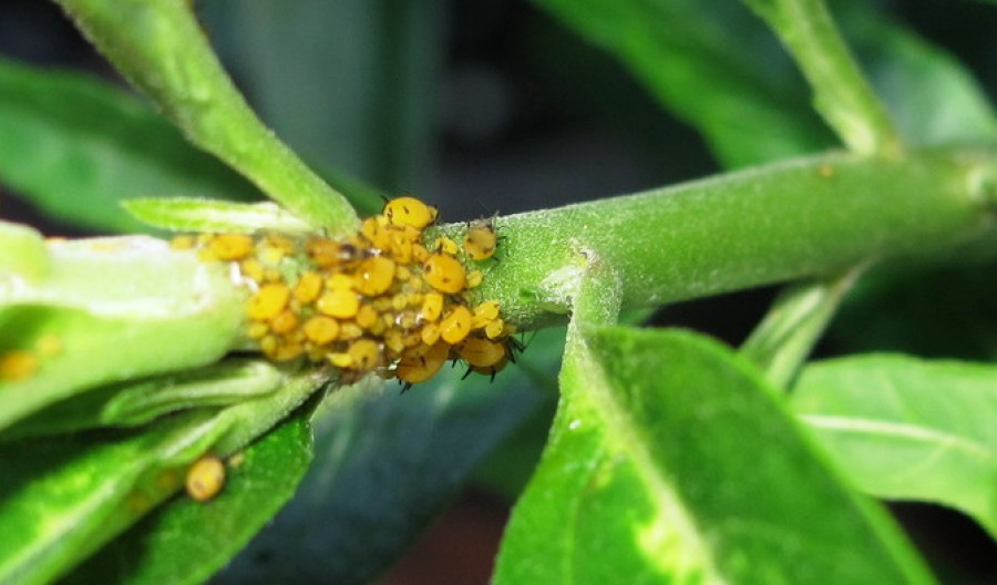 Aphid Eggs