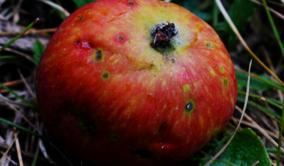 How to Identify and Control Apple Scab | Kiwicare