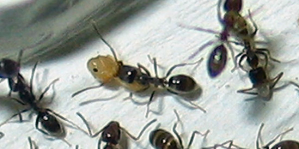 List of The Ants of New Zealand | Kiwicare