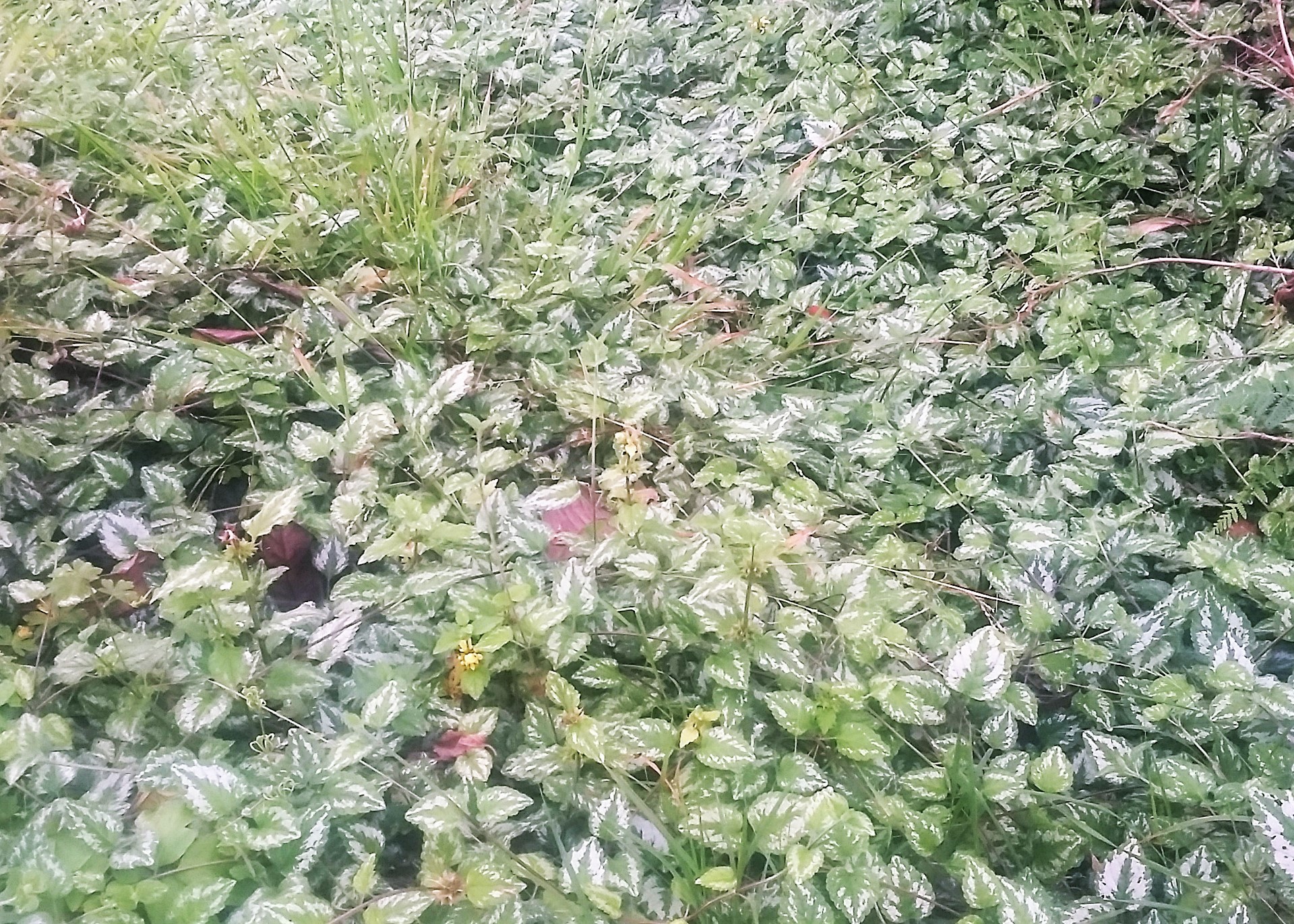 Aluminium Artillery Weed - Identify and Control | Kiwicare