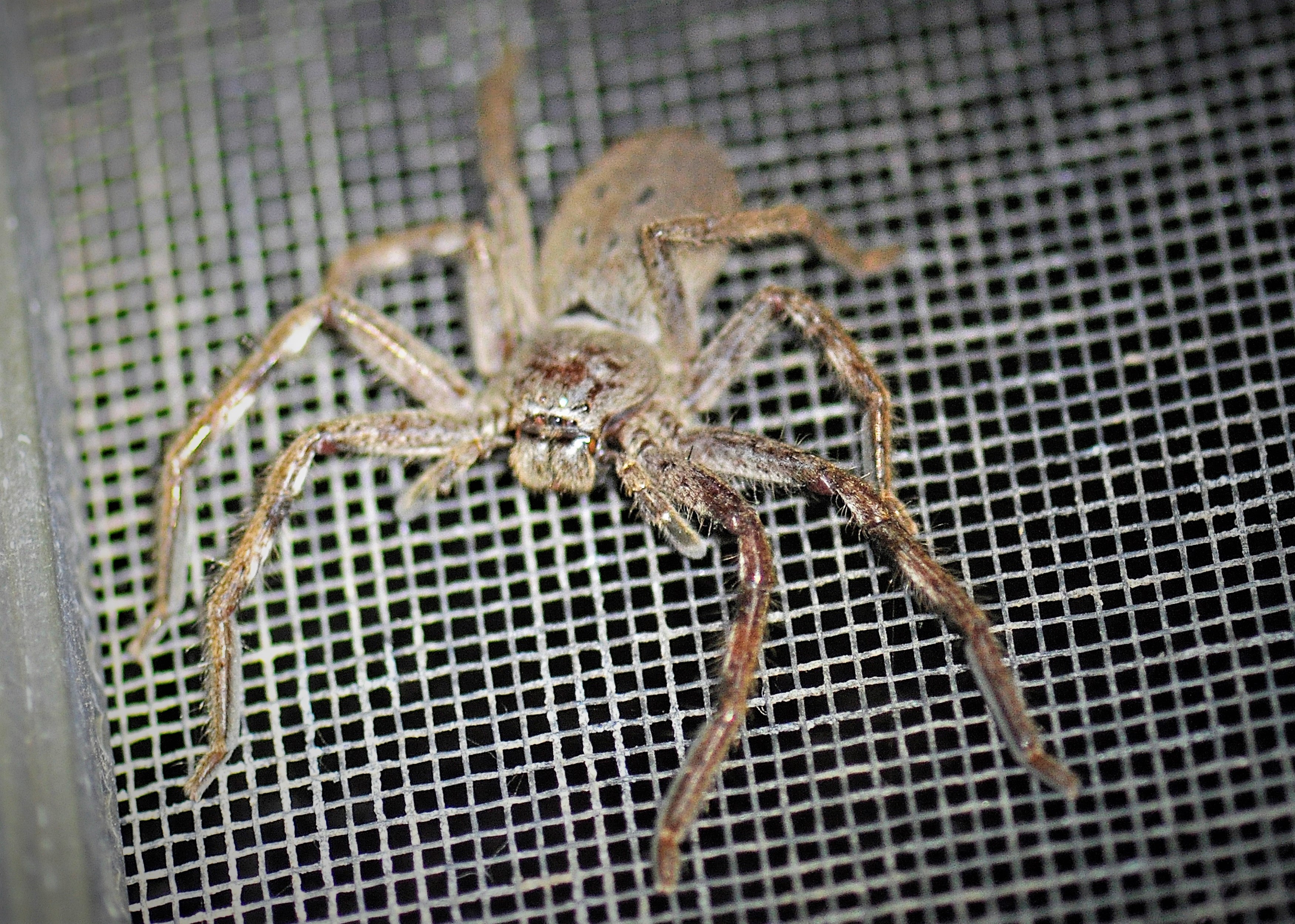 Avondale Spider I Love Avondale “Dale The Spider Is Like A...