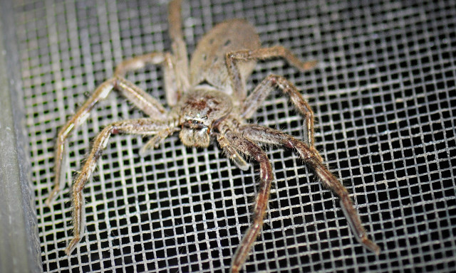 Ants & Spiders in Vehicles & How to Get Rid of Them | Kiwicare