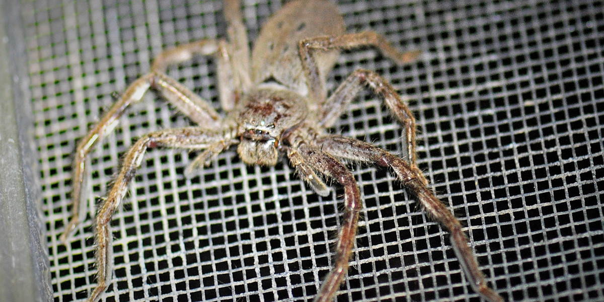 Spider Gathering in Christchurch | Kiwicare