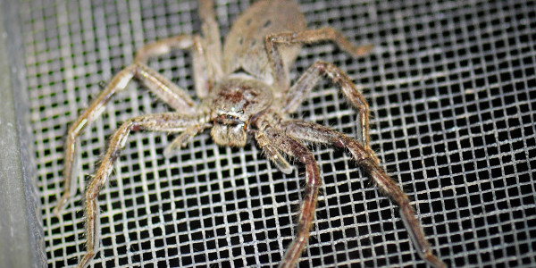 Spider Gathering in Christchurch | Kiwicare