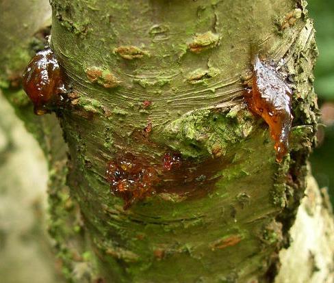 Bacterial Blast - Control of Bacterial Blast Disease. | Kiwicare