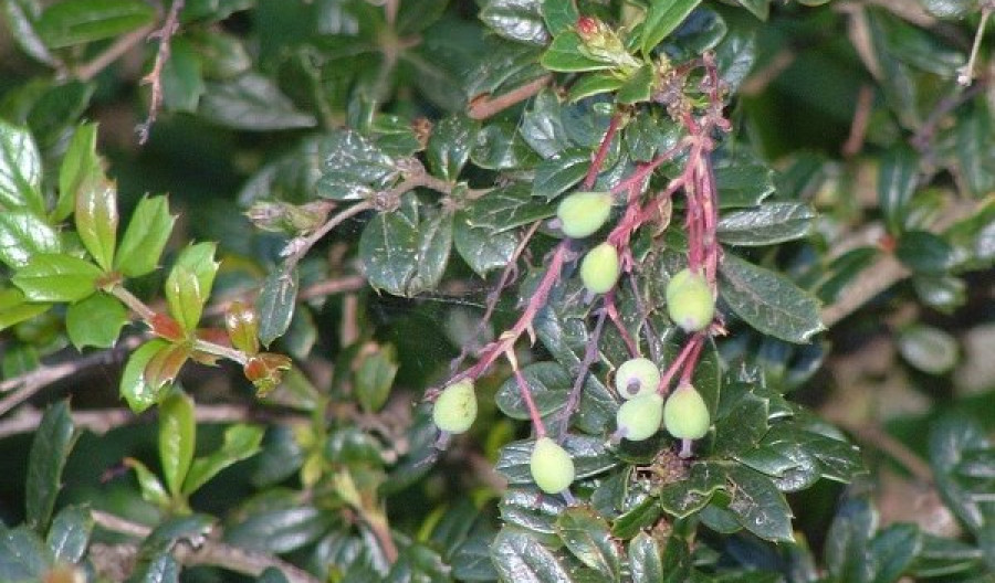 Barberry - Control of Barberry Weed in Gardens. | Kiwicare
