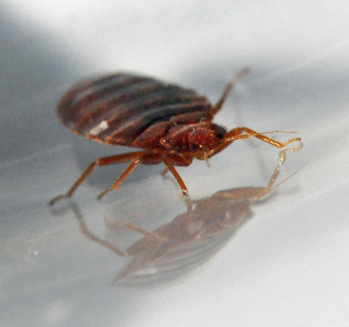 Advice - What is an Insect Growth Regulator? | Kiwicare