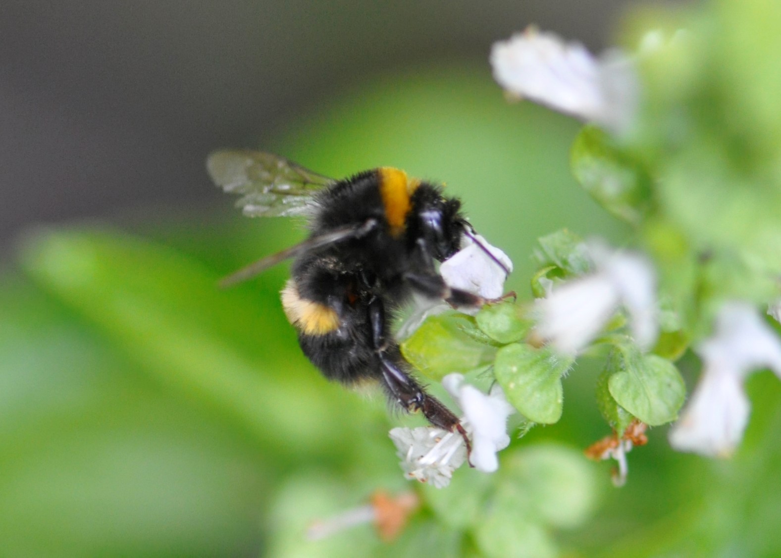 Bumble Bees - Protection of Bumble Bees. | Kiwicare