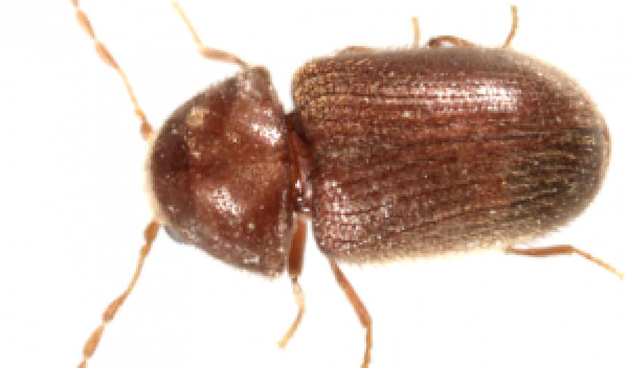 Stored Product Insect Pests - Control of SPI | Kiwicare