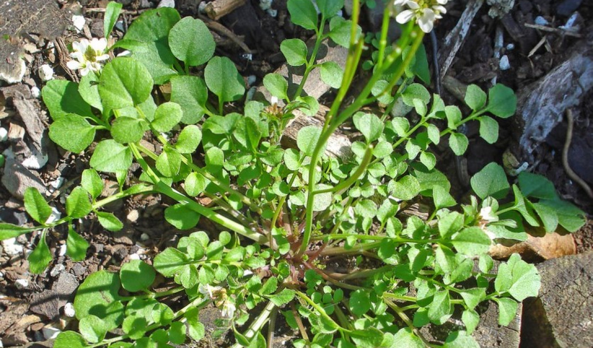 Bitter Cress - How to Identify and Control Bitter Cress | Kiwicare