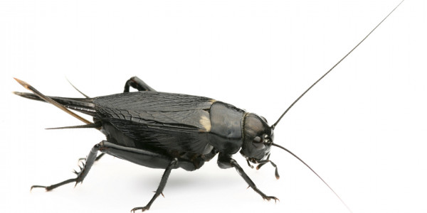 Crickets are Invading Homes and Businesses | Kiwicare