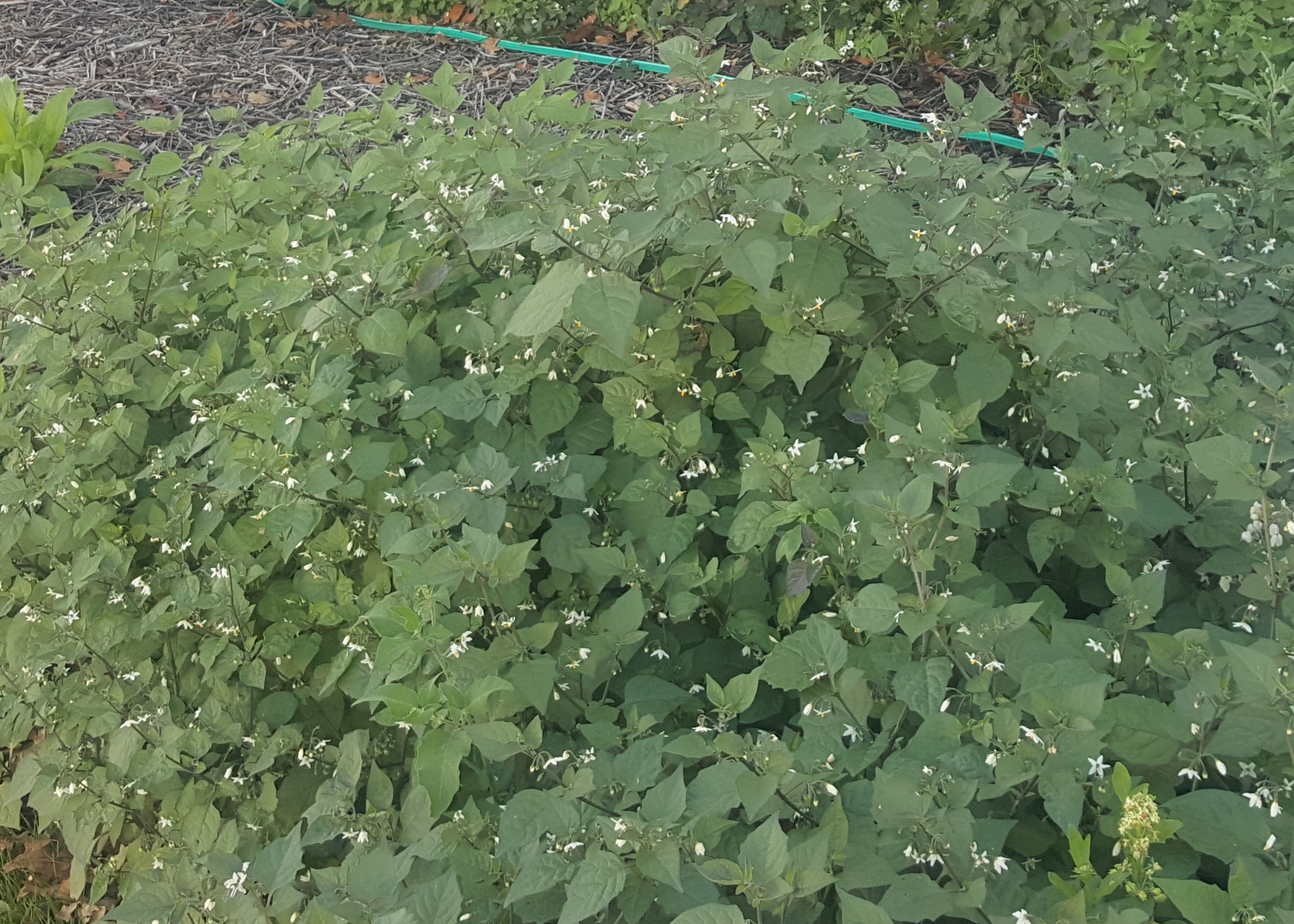 Eastern Black Nightshade